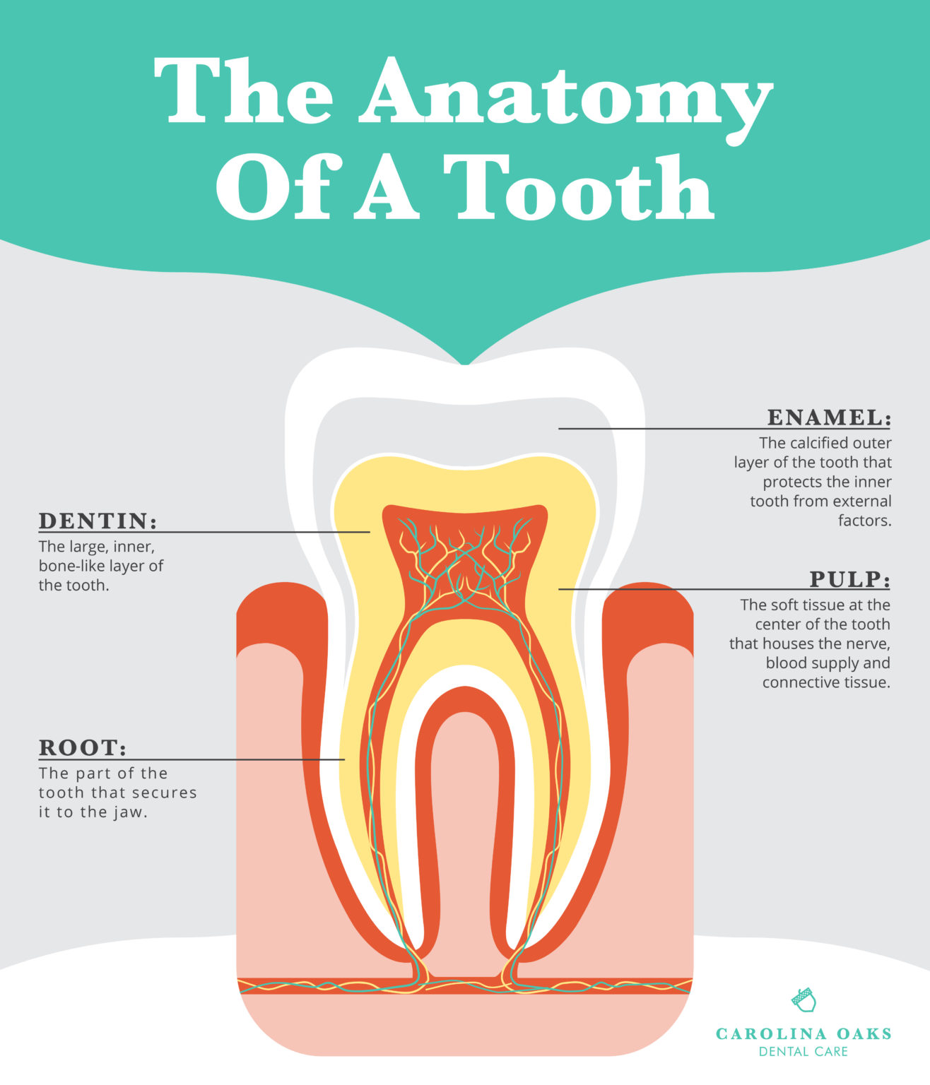 Anatomy of a Tooth - Oconee Dental Associates