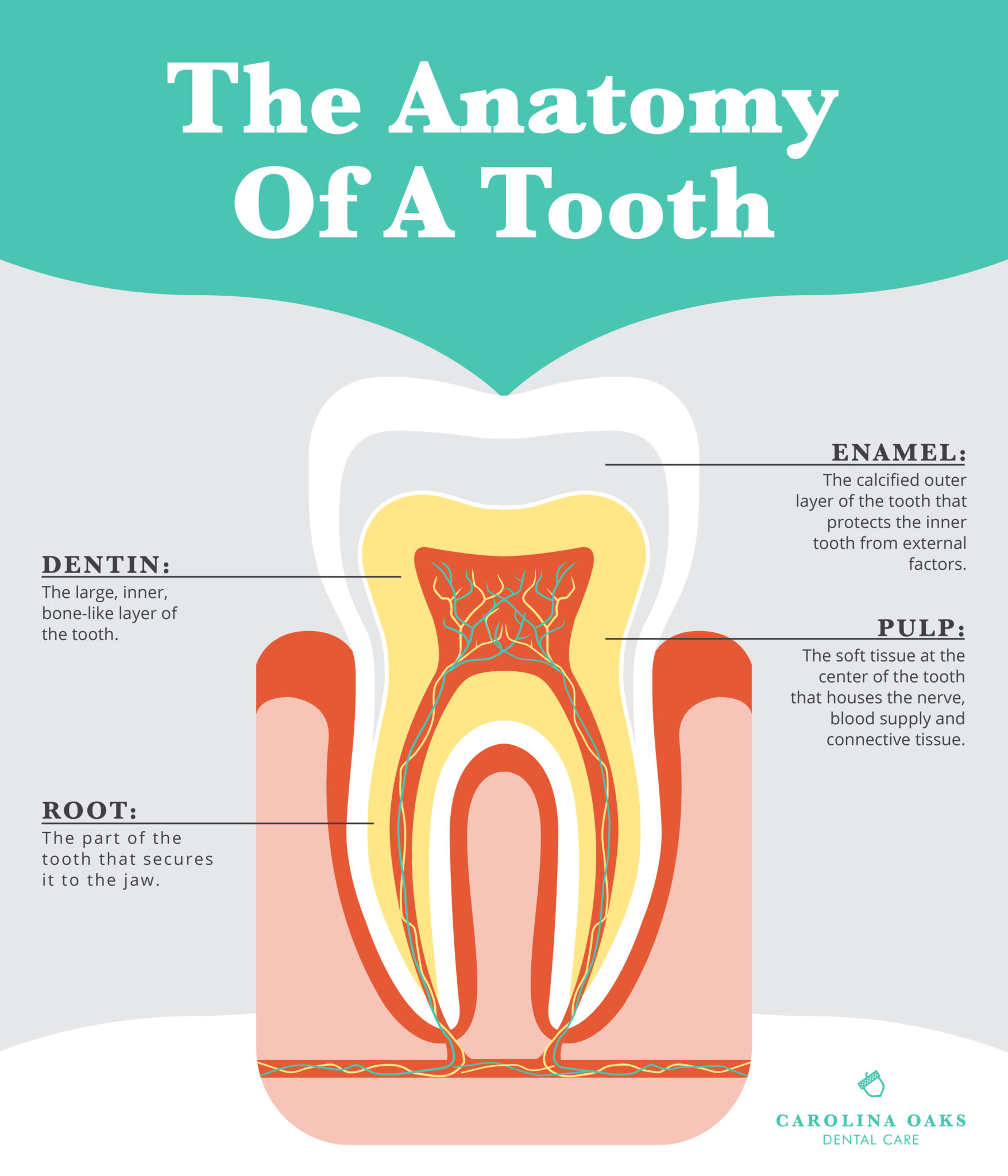 Anatomy of a Tooth - Oconee Dental Associates